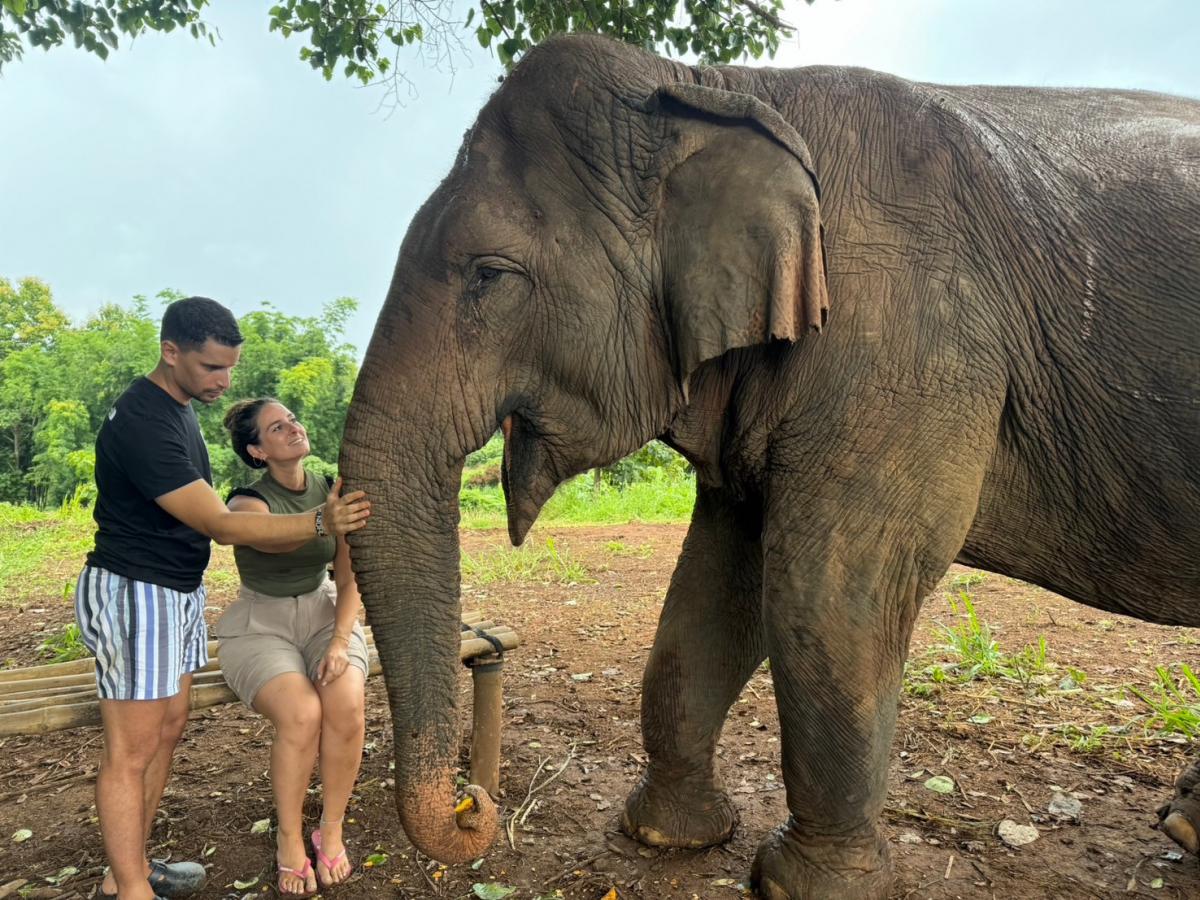 Chiang Mai Morning: Elephant Sanctuary & Waterfall Tour : Elephant ChiangMai Thailand Elephant ...